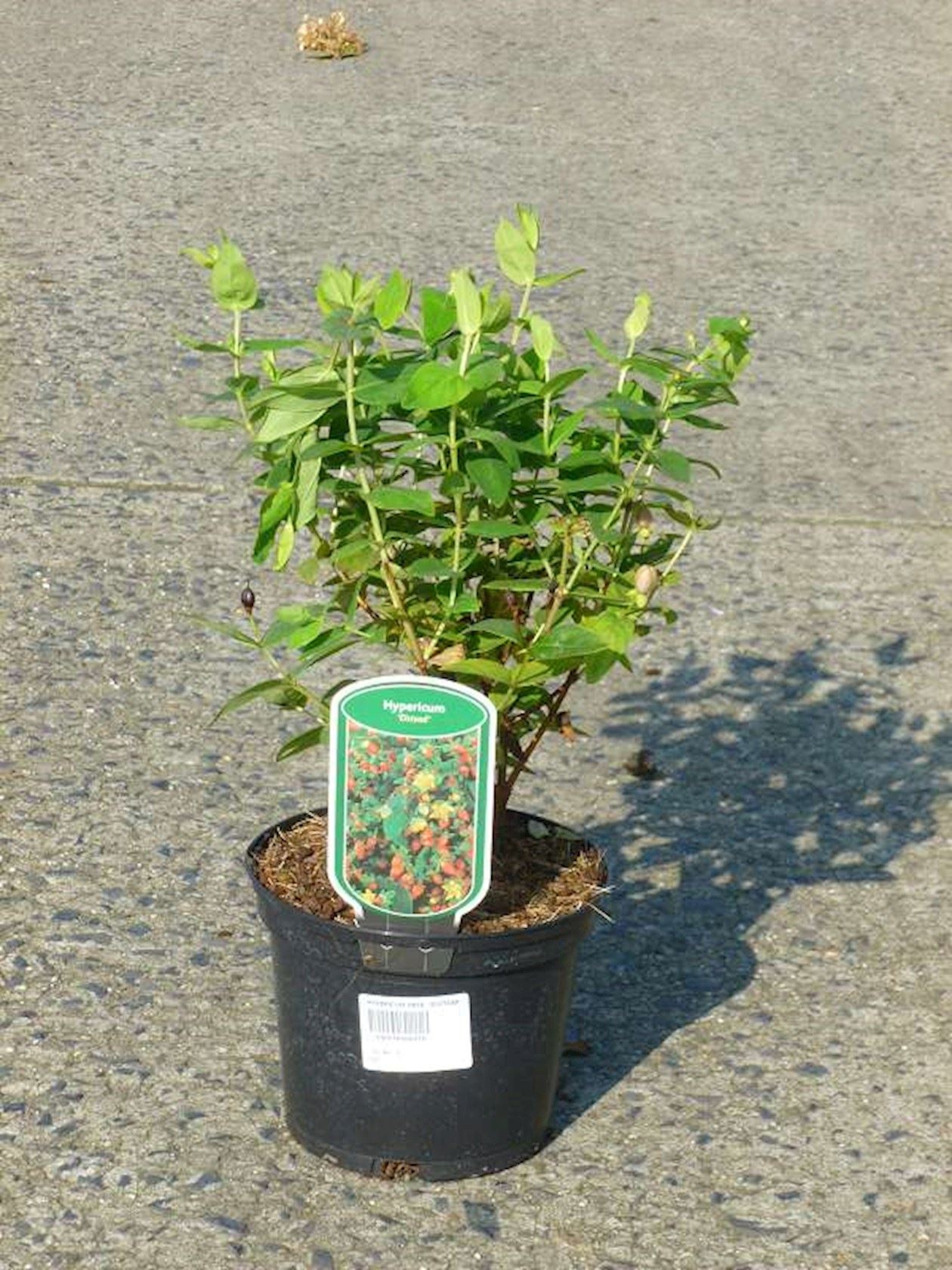 Hypericum x inodorum 'Elstead' - Hertshooi - Hermie.com - Alles voor uw ...