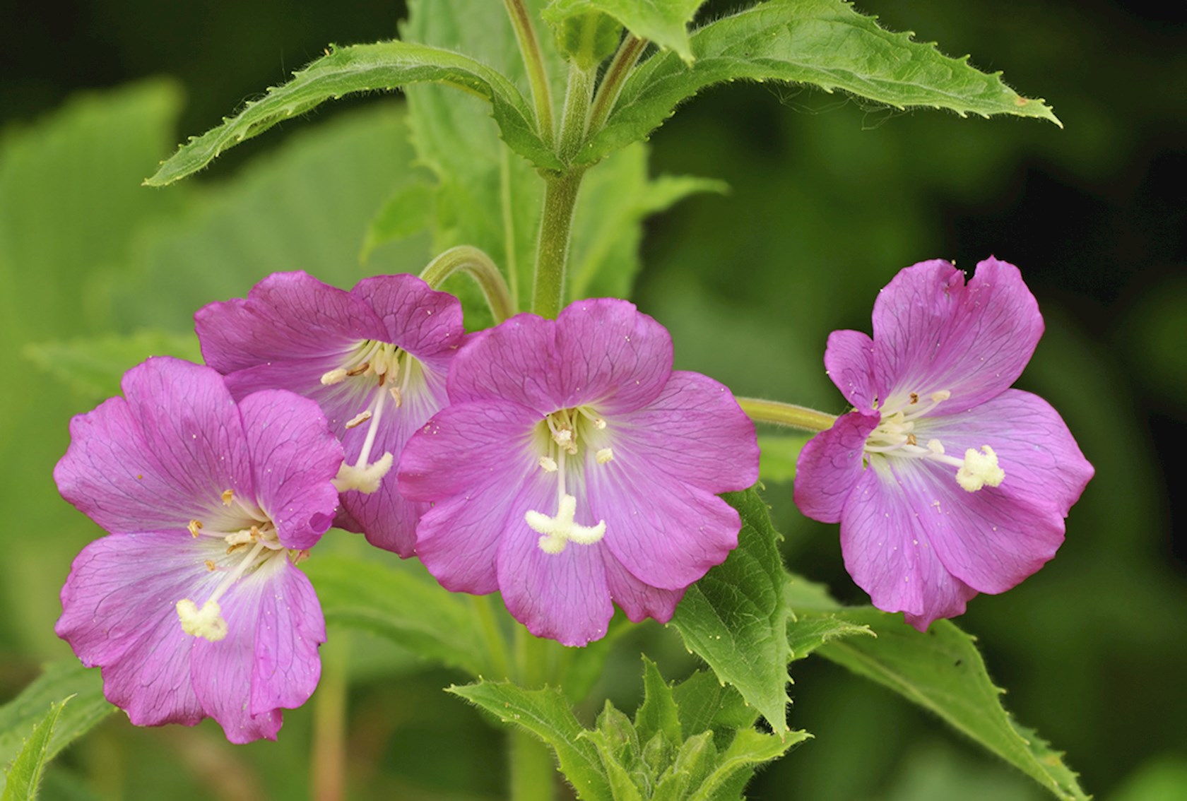 Epilobium hirsutum - Harig wilgenroosje - Hermie.com - Alles voor uw ...