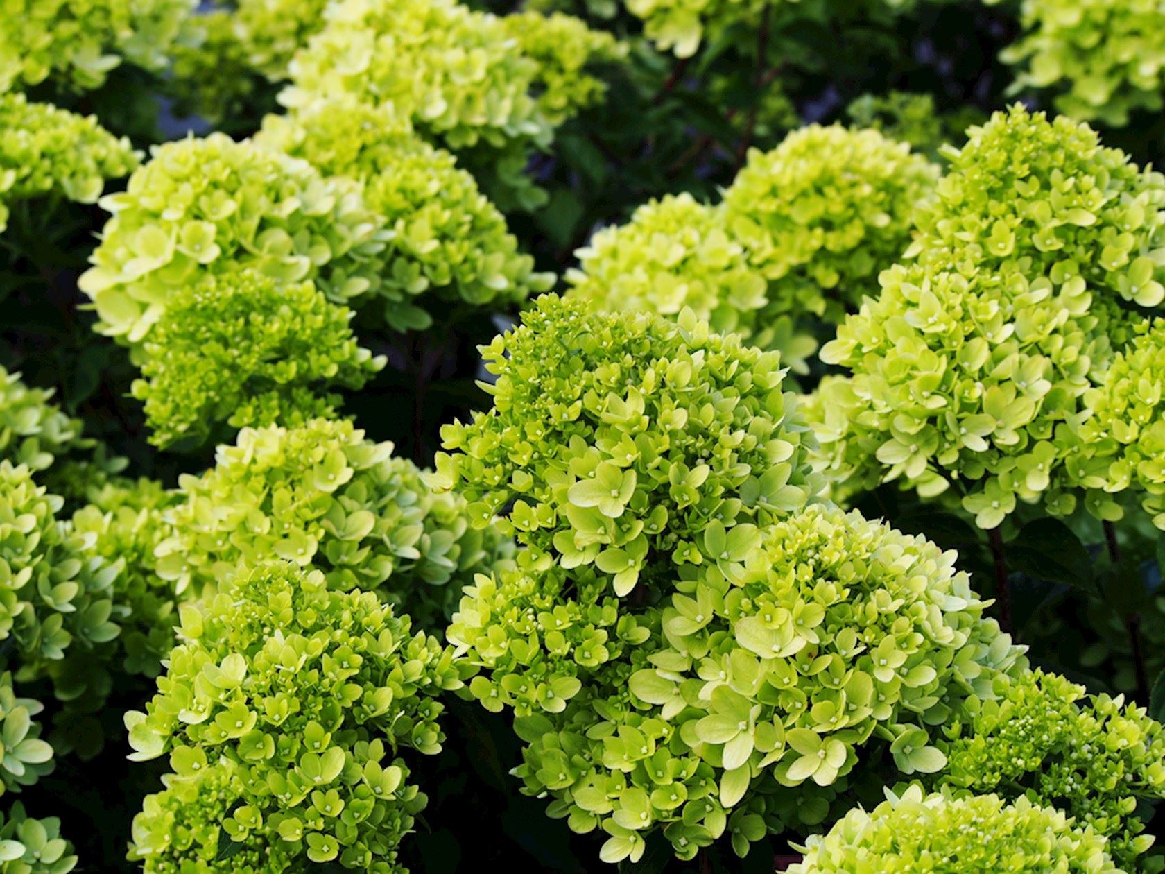 Hydrangea paniculata 'Jane' (Little Lime) - Pluimhortensia - Hermie.com ...