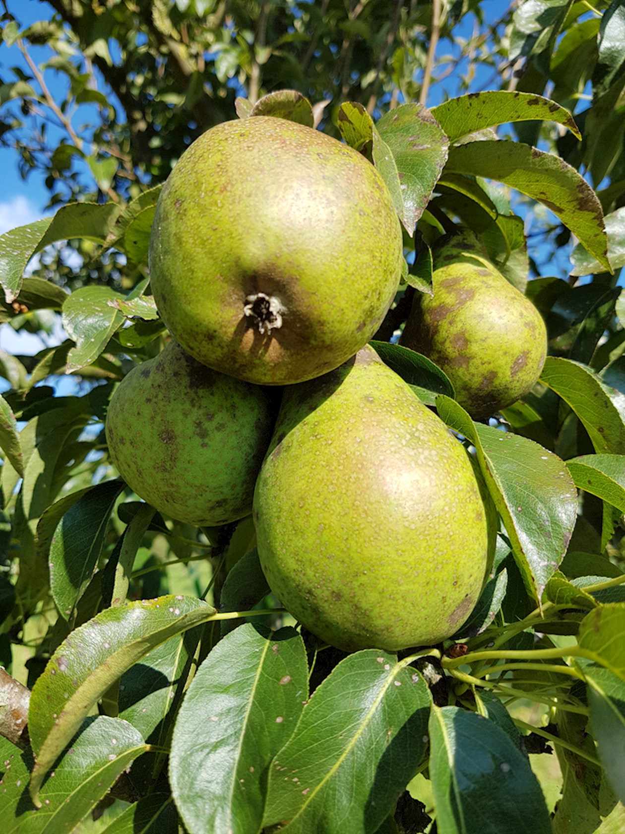 Pyrus communis 'Charneux' - Handpeer - Hermie.com - Alles voor uw huis ...