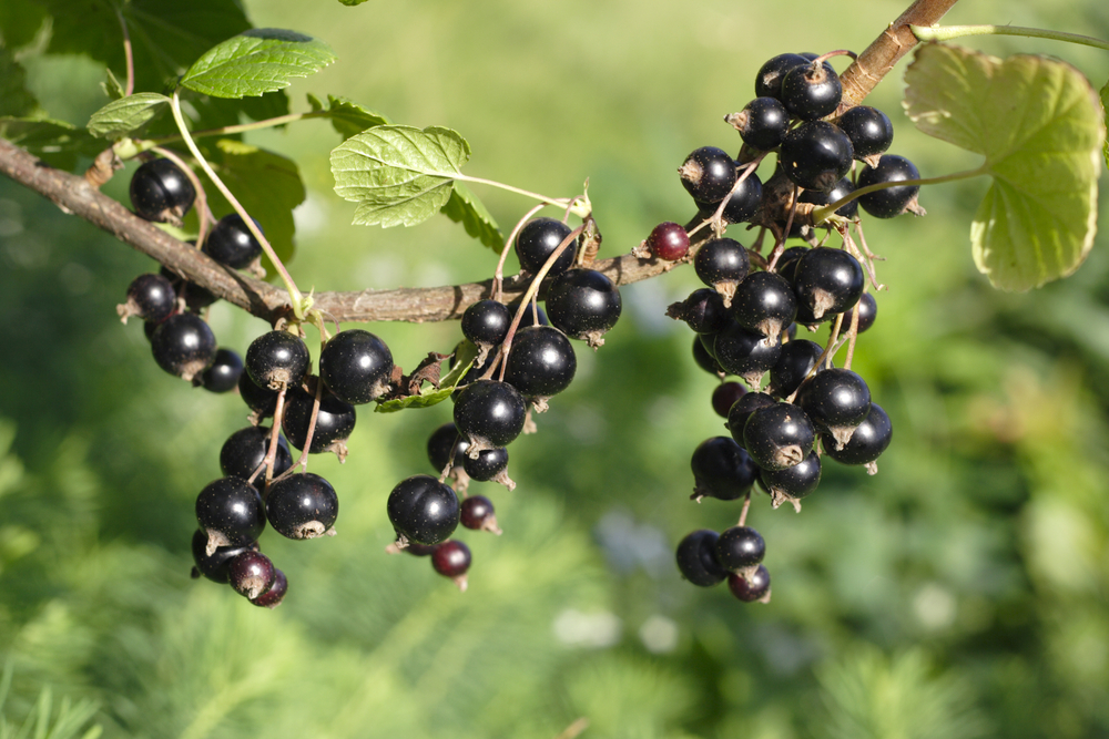 Zwarte bes - Hermie.com - Alles voor uw huis & tuin online!