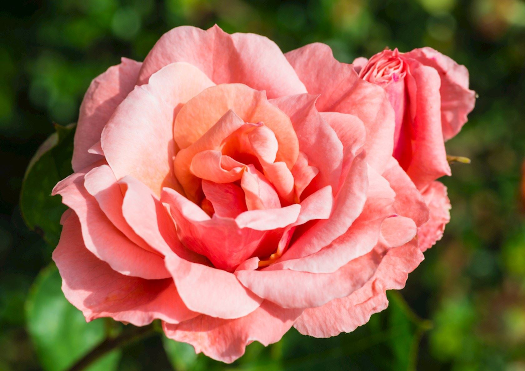 Rosa 'Queen Elizabeth' - Trosroos - Hermie.com - Alles voor uw huis ...
