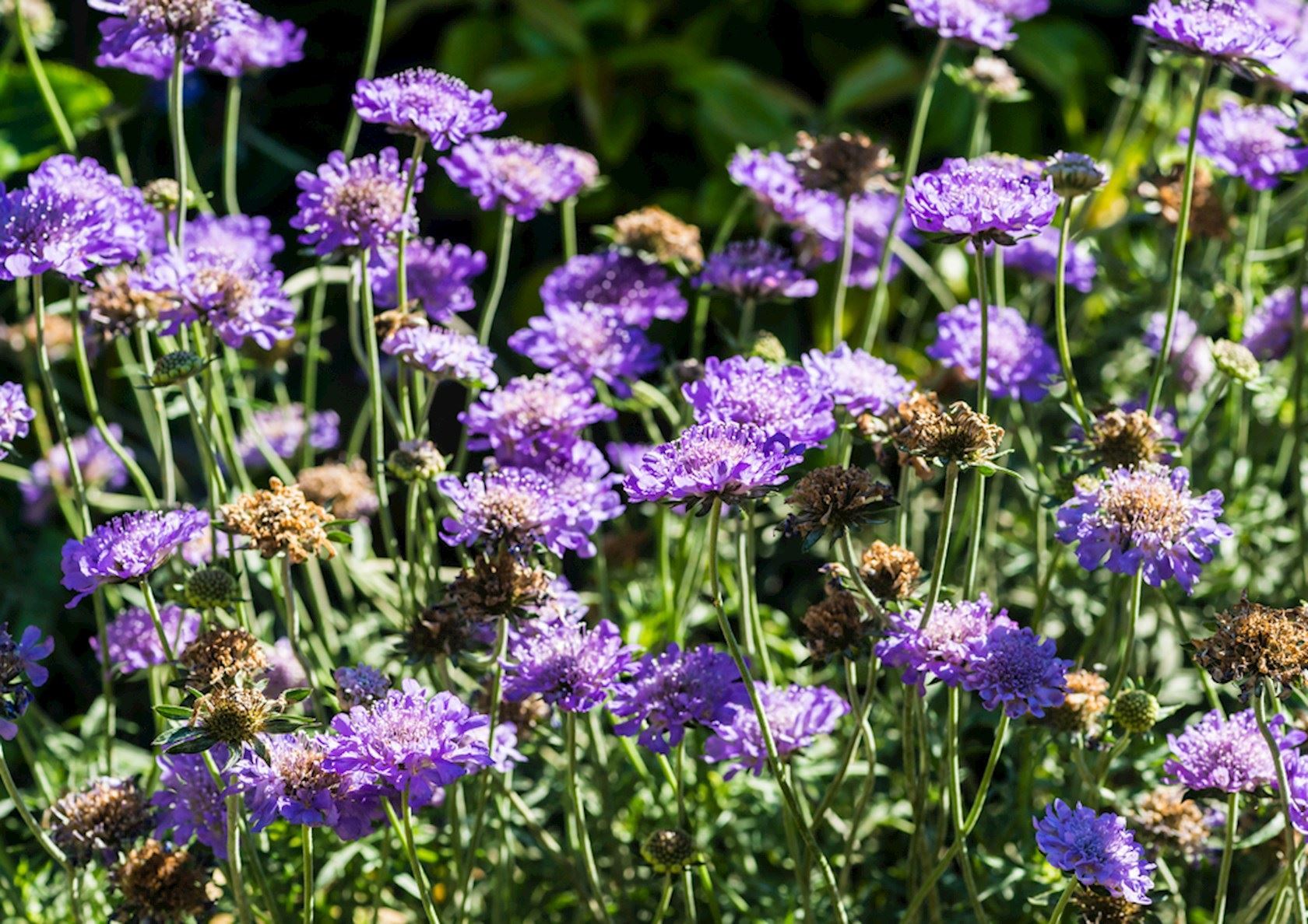 Scabiosa Columbaria