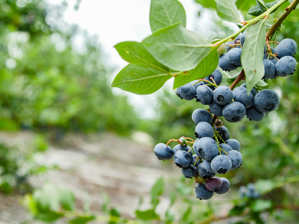 Blauwe bes - Bosbes - Hermie.com - Alles voor uw huis & tuin online!