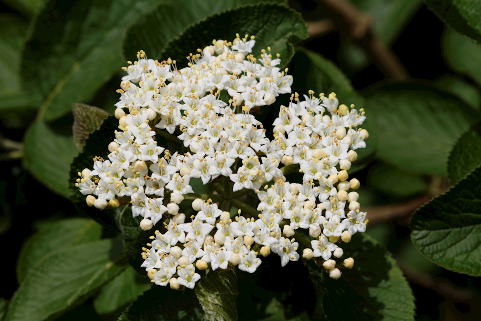 Viburnum lantana - Wollige sneeuwbal - Hermie.com - Alles voor uw huis ...